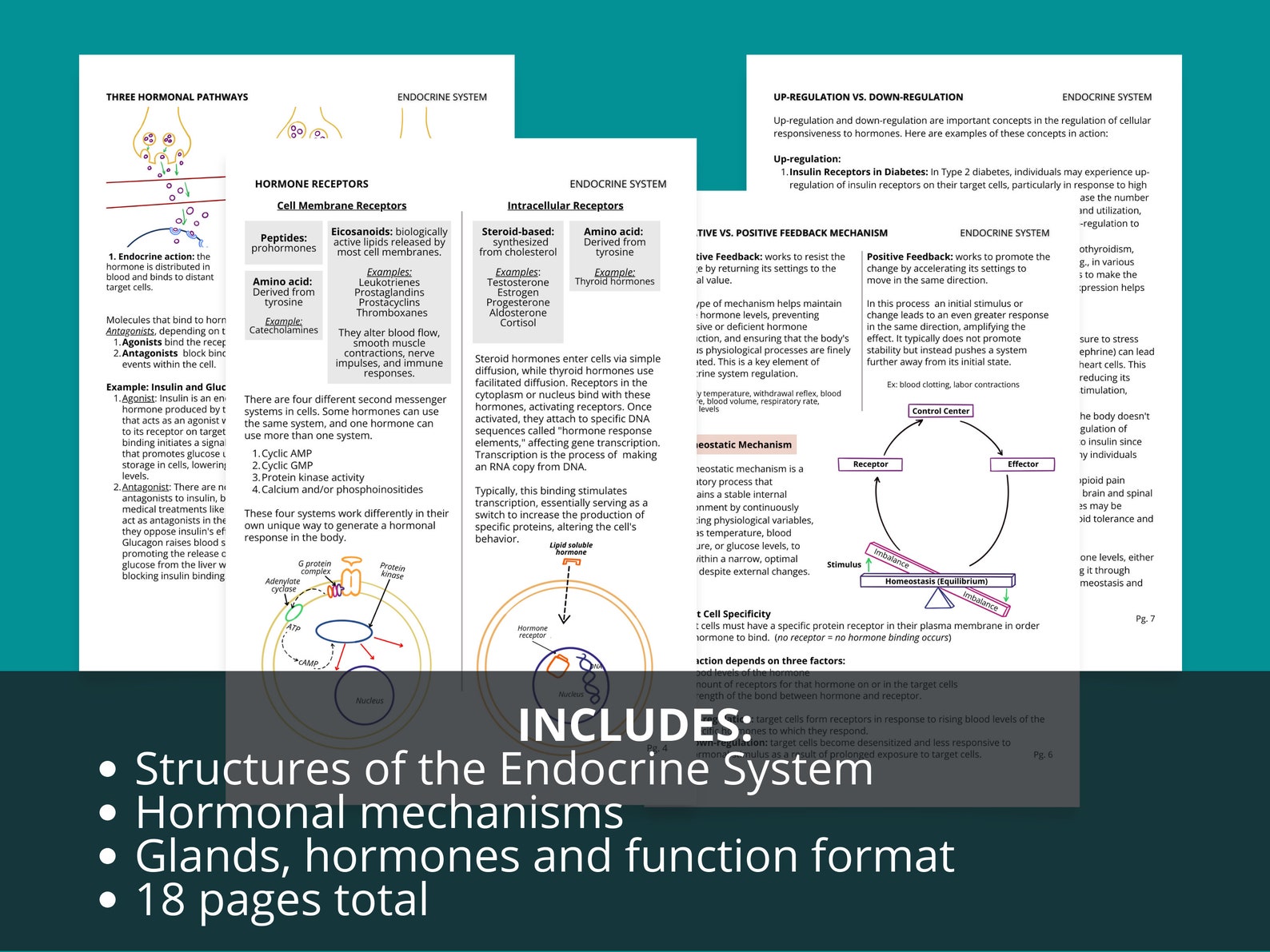 Endocrine & Reproductive System PDF Printable Study Guide Bundle ...