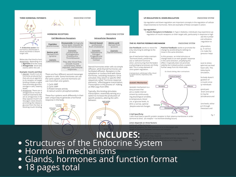 Endocrine & Reproductive System PDF Printable Study Guide Bundle ...