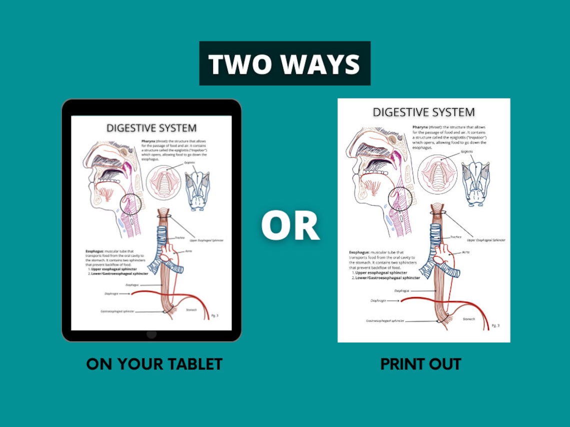 Human Anatomy, Urinary System Printable PDF Notes, Digital Download ...