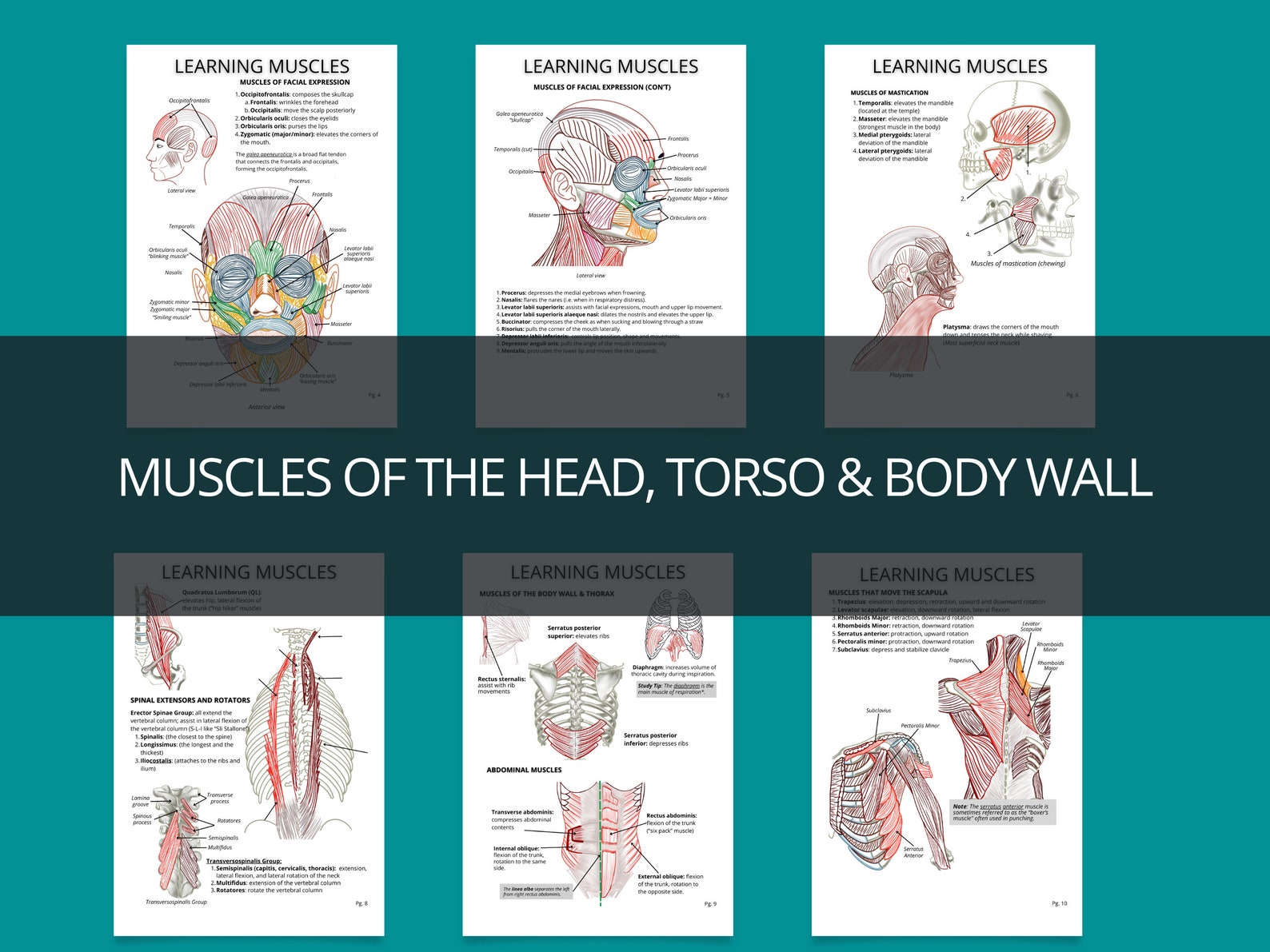Muscles of the Human Body Printable PDF Study Guide, Muscular System ...