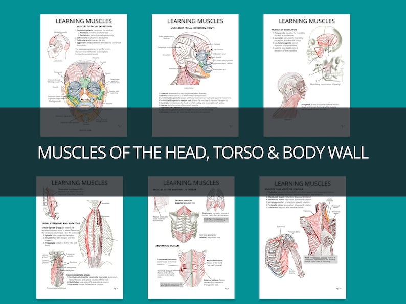 Muscles of the Body Study Guide: Printable Coloring Pages (PDF) - Etsy