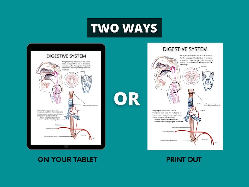 Anatomy Coloring Worksheet: Intro to Human Body (PDF Printable) - Etsy