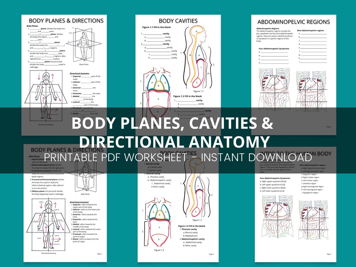 Body Planes, Cavities and Directional Anatomy PDF Printable Worksheet ...