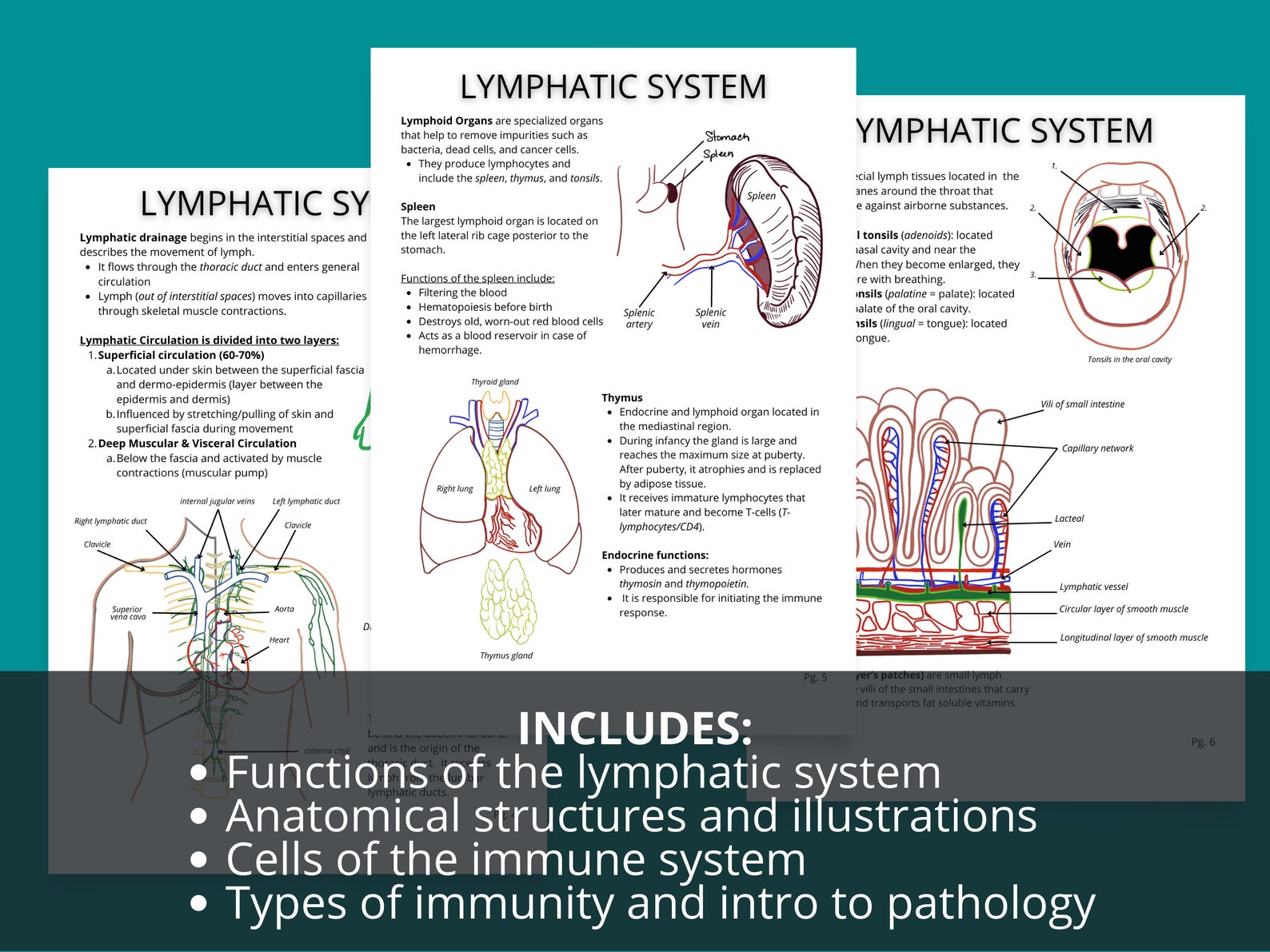 Lymphatic/immune System Study Guide, Printable Coloring Notes, Anatomy ...