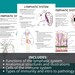 Lymphatic/immune System Study Guide, Printable Coloring Notes, Anatomy ...