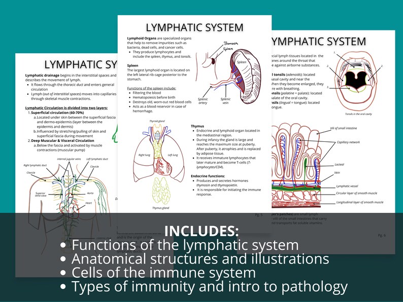 Lymphatic/immune System Study Guide, Printable Coloring Notes, Anatomy ...