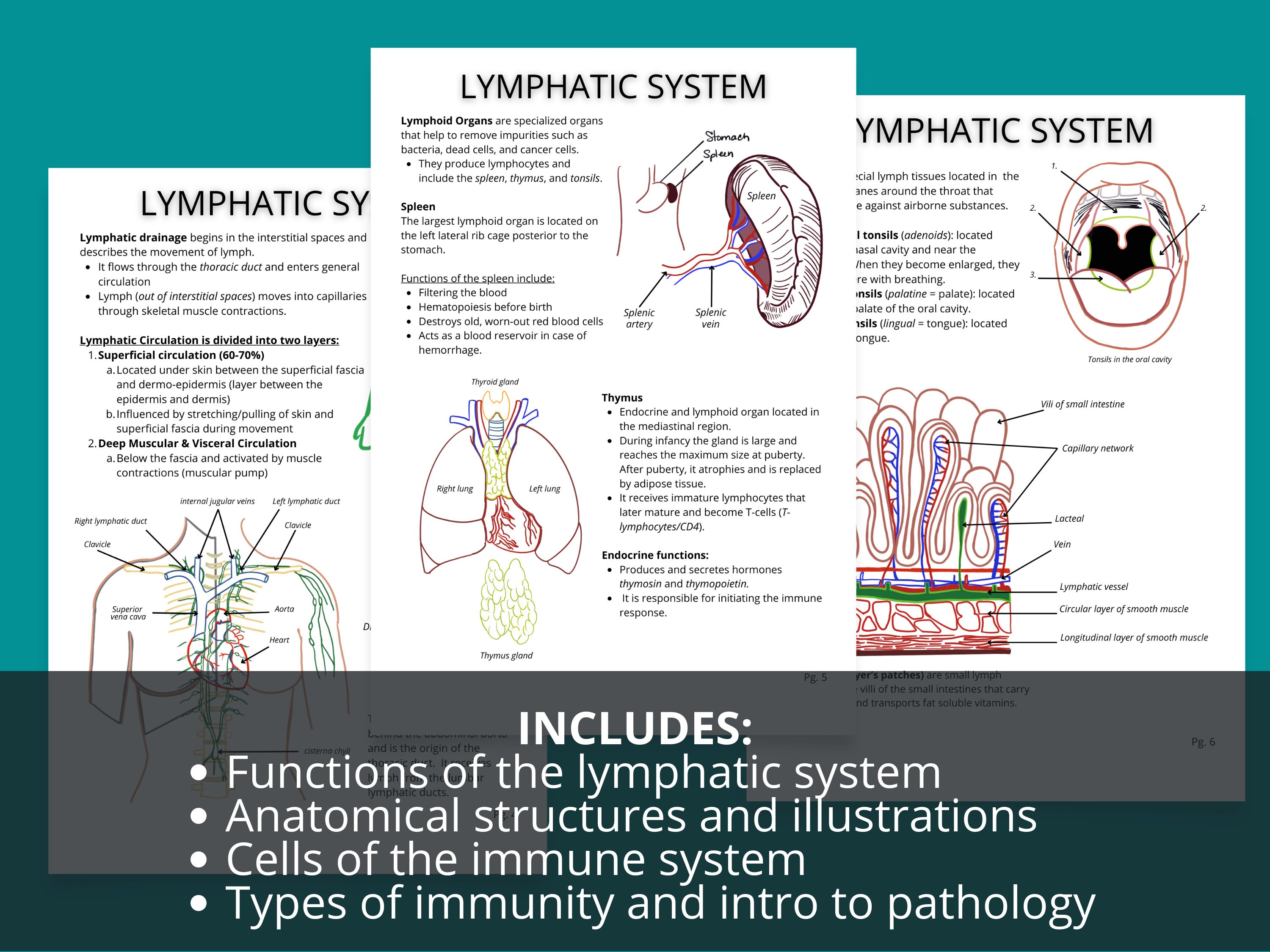 Lymphatic/immune System Study Guide, Printable Coloring Notes, Anatomy ...