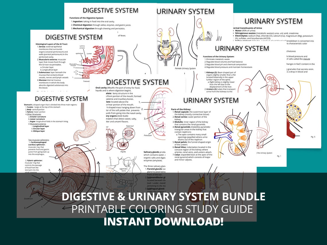 Digestive & Urinary System PDF Printable Study Guide, Printable ...