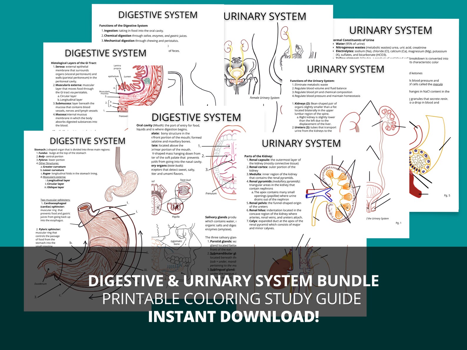 Digestive & Urinary System PDF Printable Study Guide, Printable ...