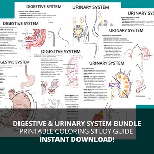 Digestive & Urinary System PDF Printable Study Guide, Printable ...