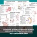 Digestive & Urinary System PDF Printable Study Guide, Printable ...