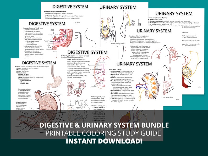 Digestive & Urinary System PDF Printable Study Guide, Printable ...