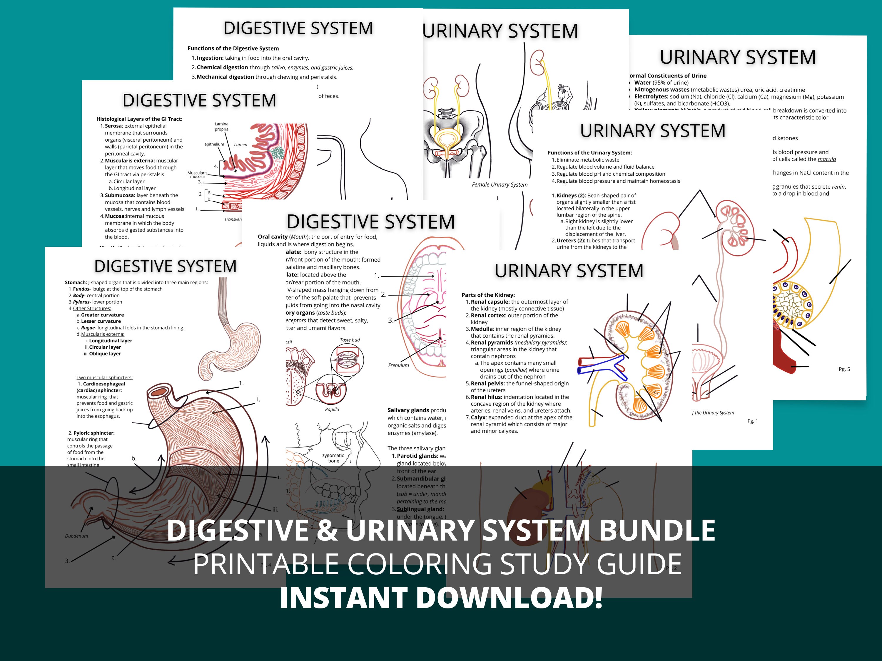 Digestive & Urinary System PDF Printable Study Guide, Printable ...