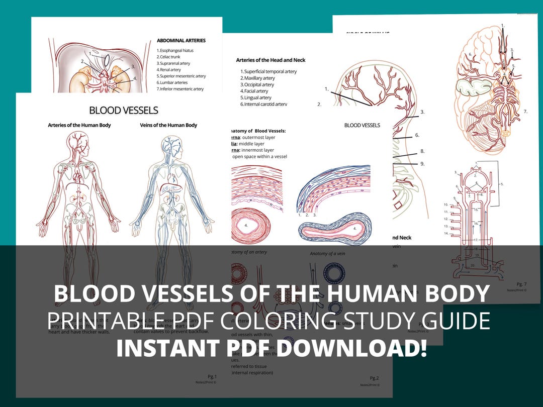 Blood Vessel Anatomy Printable PDF Study Guide, Printable PDF Blood ...