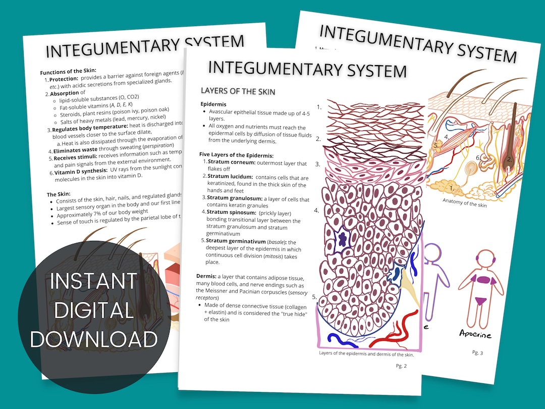 Integumentary System Notes Study Guide , Anatomy Printable Coloring ...