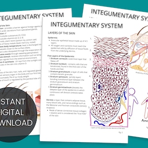 Integumentary System Notes Study Guide , Anatomy Printable Coloring ...