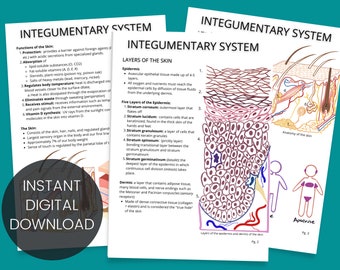 Human Anatomy Integumentary System Study Guide Epithelial - Etsy