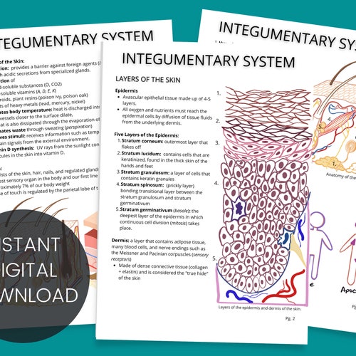 Human Anatomy Integumentary System Study Guide Epithelial - Etsy