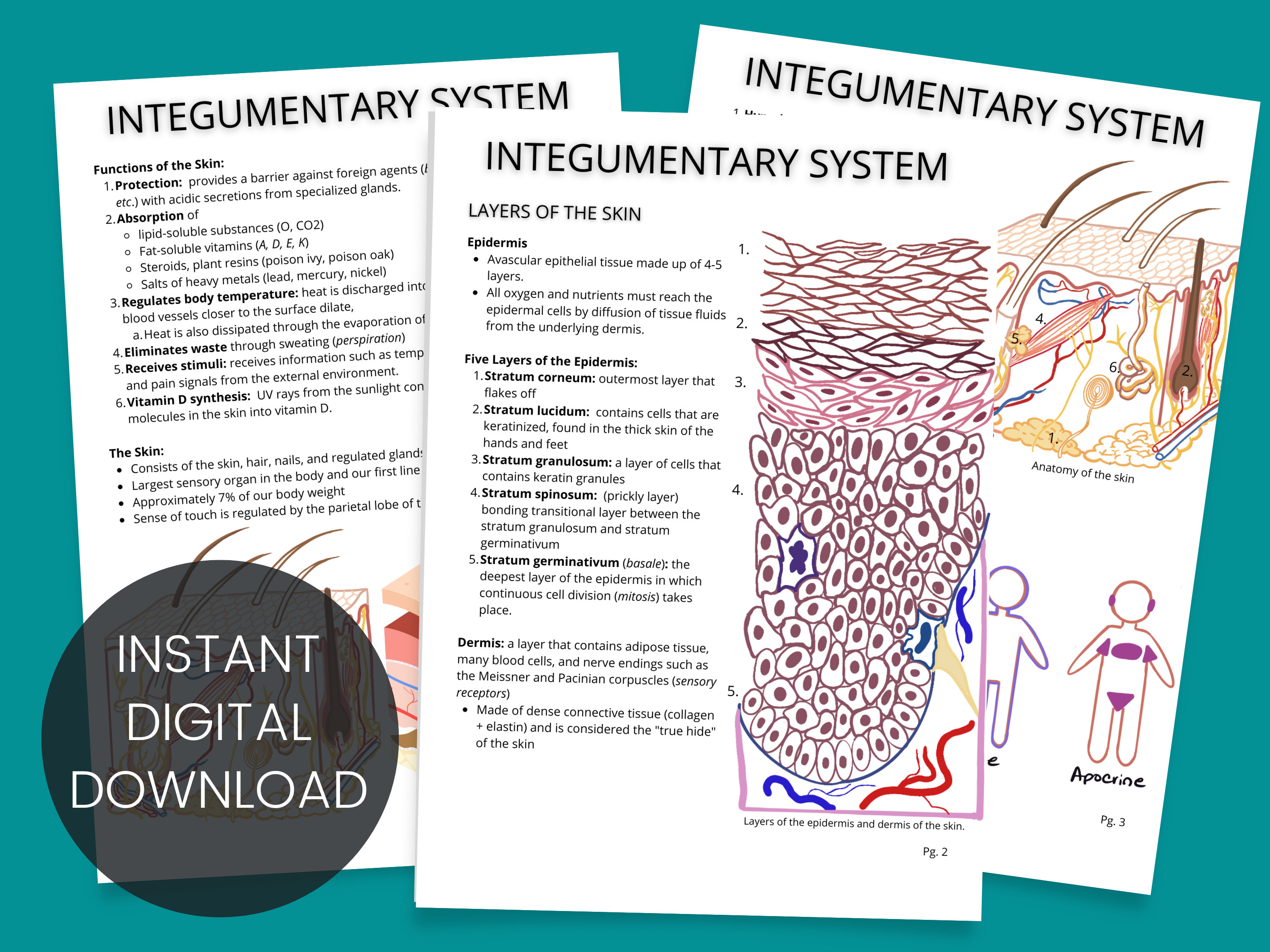 Integumentary System Notes Study Guide , Anatomy Printable Coloring ...