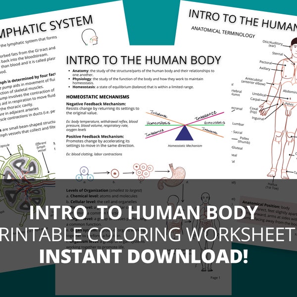 Human Anatomy Printable - Etsy