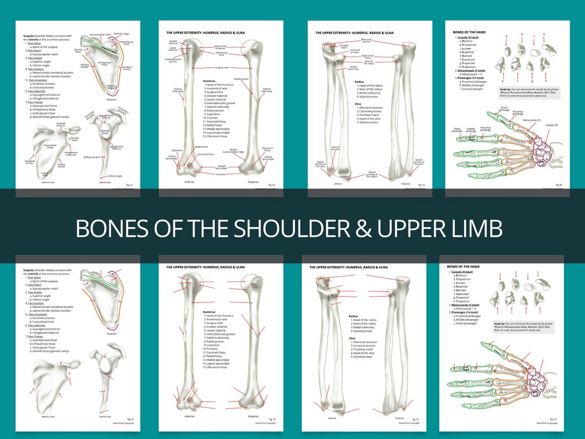 Bones & Bony Landmarks Printable PDF Worksheet, Bony Landmarks PDF Coloring Worksheet, Printable ...