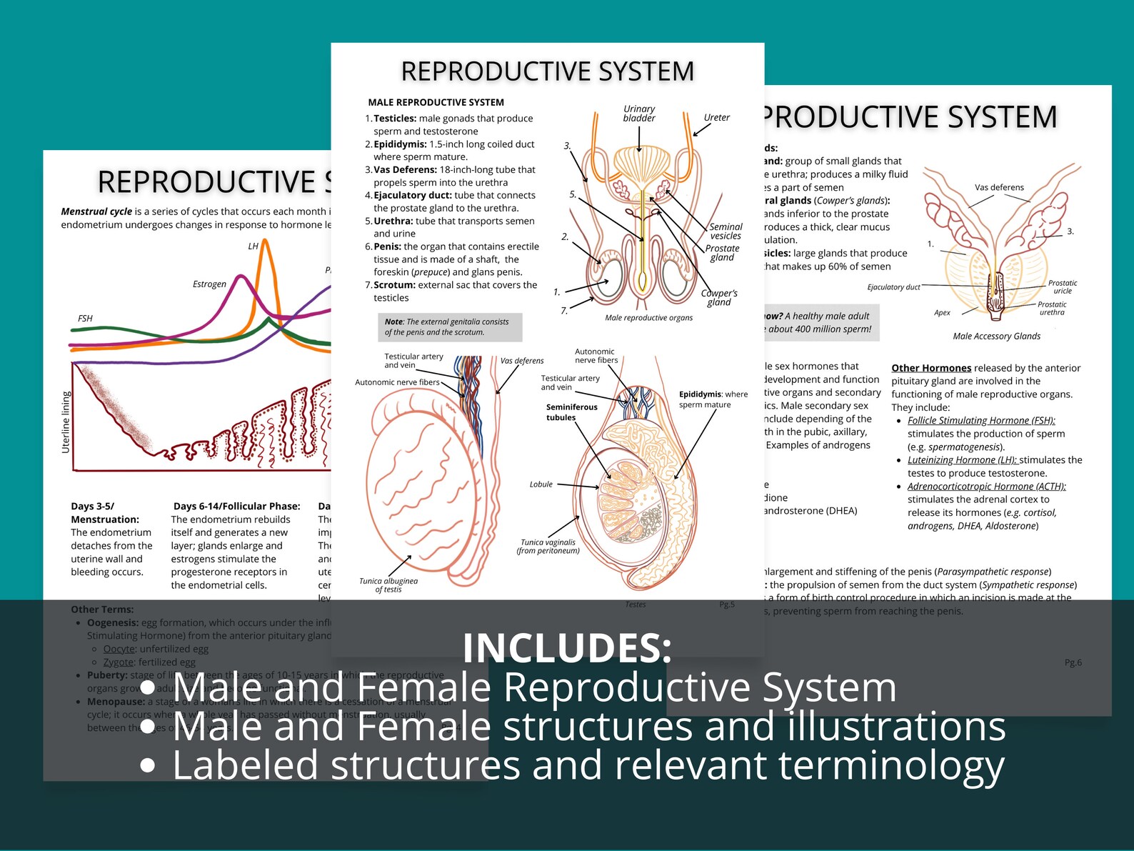 Reproductive System Anatomy Study Guide: Printable Coloring Notes (PDF ...