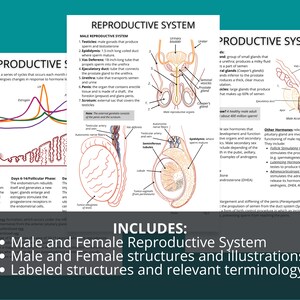 Reproductive System Anatomy Study Guide: Printable Coloring Notes (PDF ...