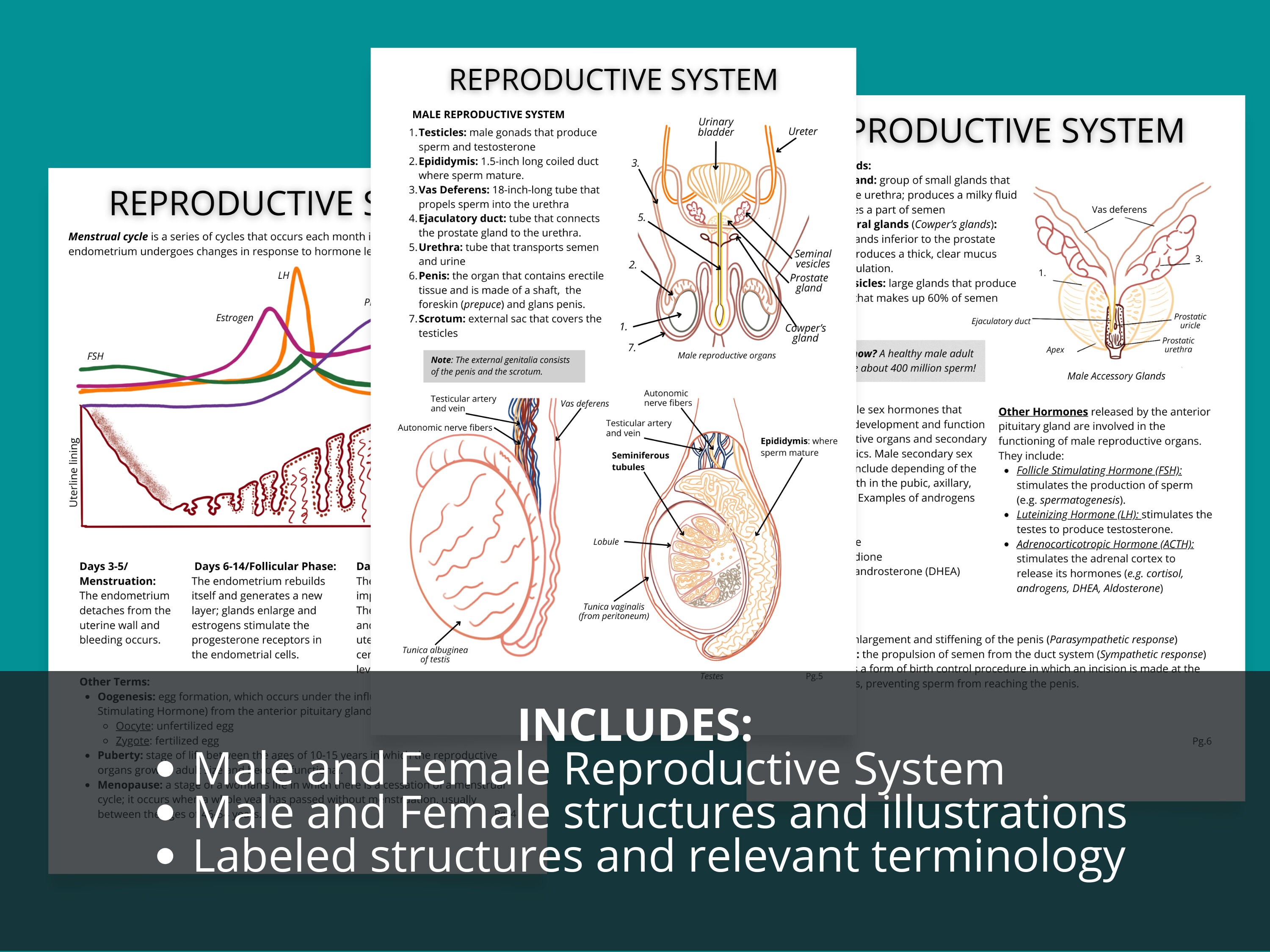 Reproductive System PDF Printable Notes, Reproductive Anatomy Study ...