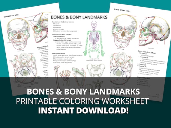 Anatomy Of The Body Landmarks Worksheets