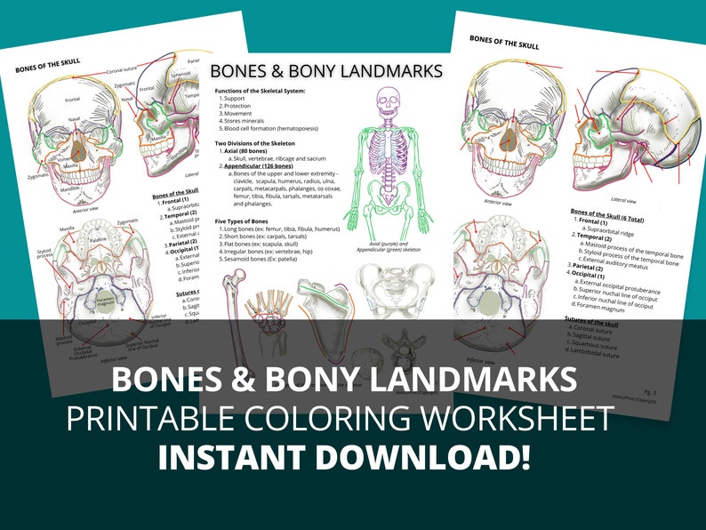 Bones & Bony Landmarks Study Guide: Printable PDF Worksheet (29 Pages) - Etsy