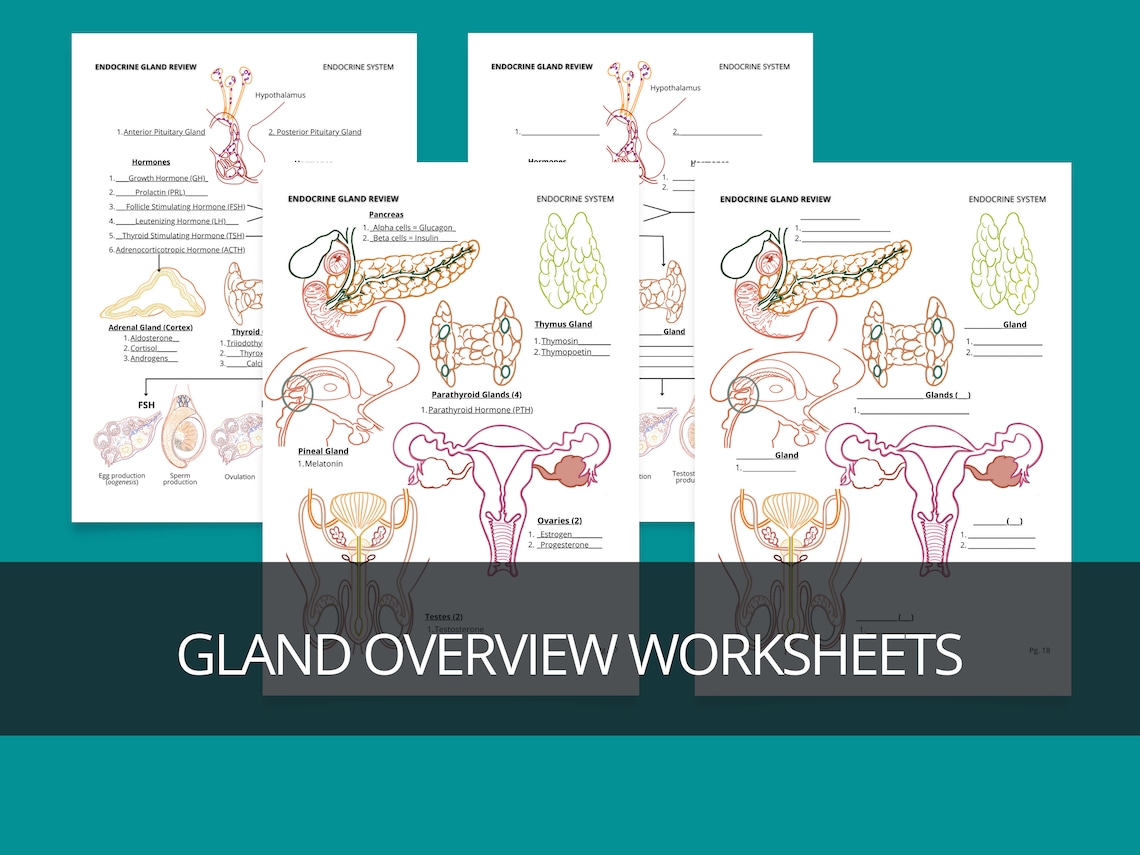 Endocrine System PDF Printable Notes, Endocrine System Study Guide ...