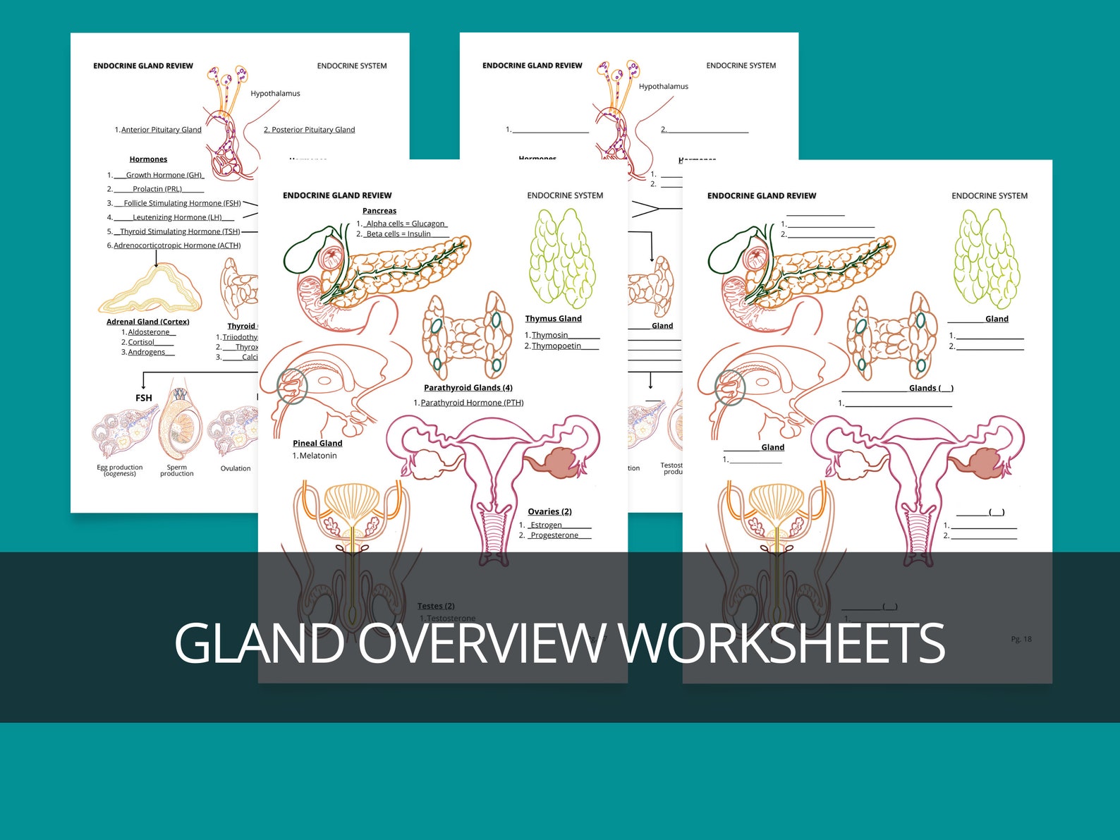 Endocrine System PDF Printable Notes, Endocrine System Study Guide ...