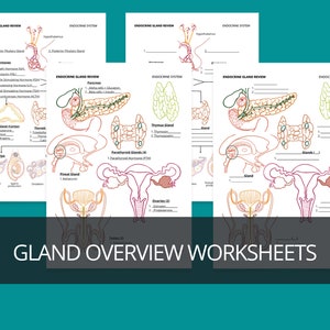 Endocrine System PDF Printable Notes, Endocrine System Study Guide ...