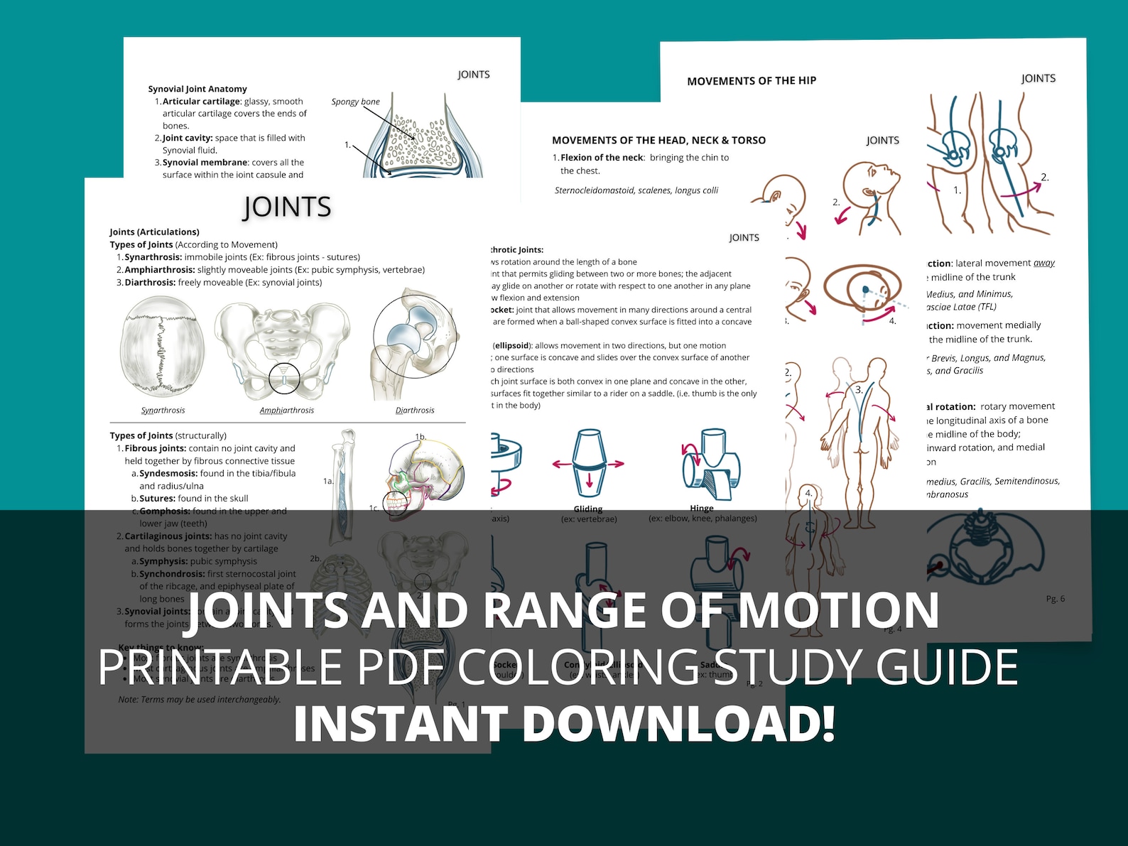 Joints and Range of Motion Printable PDF Study Guide, Printable PDF ...