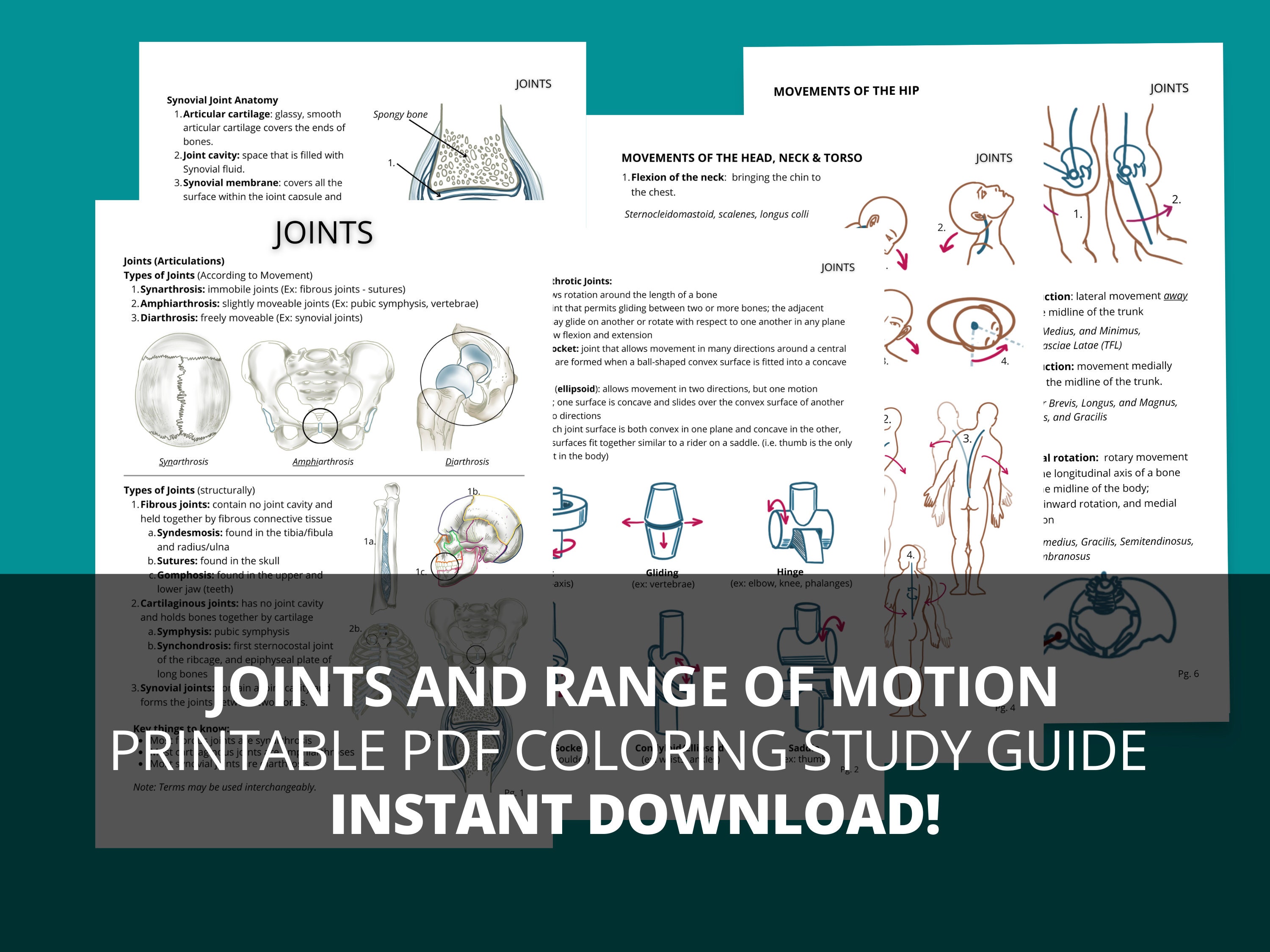 Joints and Range of Motion Printable PDF Study Guide, Printable PDF Joints and Body Movements ...