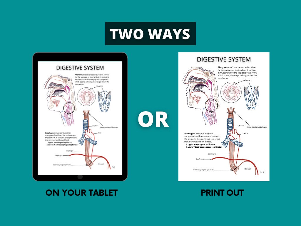 Endocrine & Reproductive System PDF Printable Study Guide Bundle ...