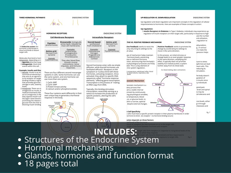 Endocrine System Study Guide: Printable Notes & Worksheets (PDF) - Etsy