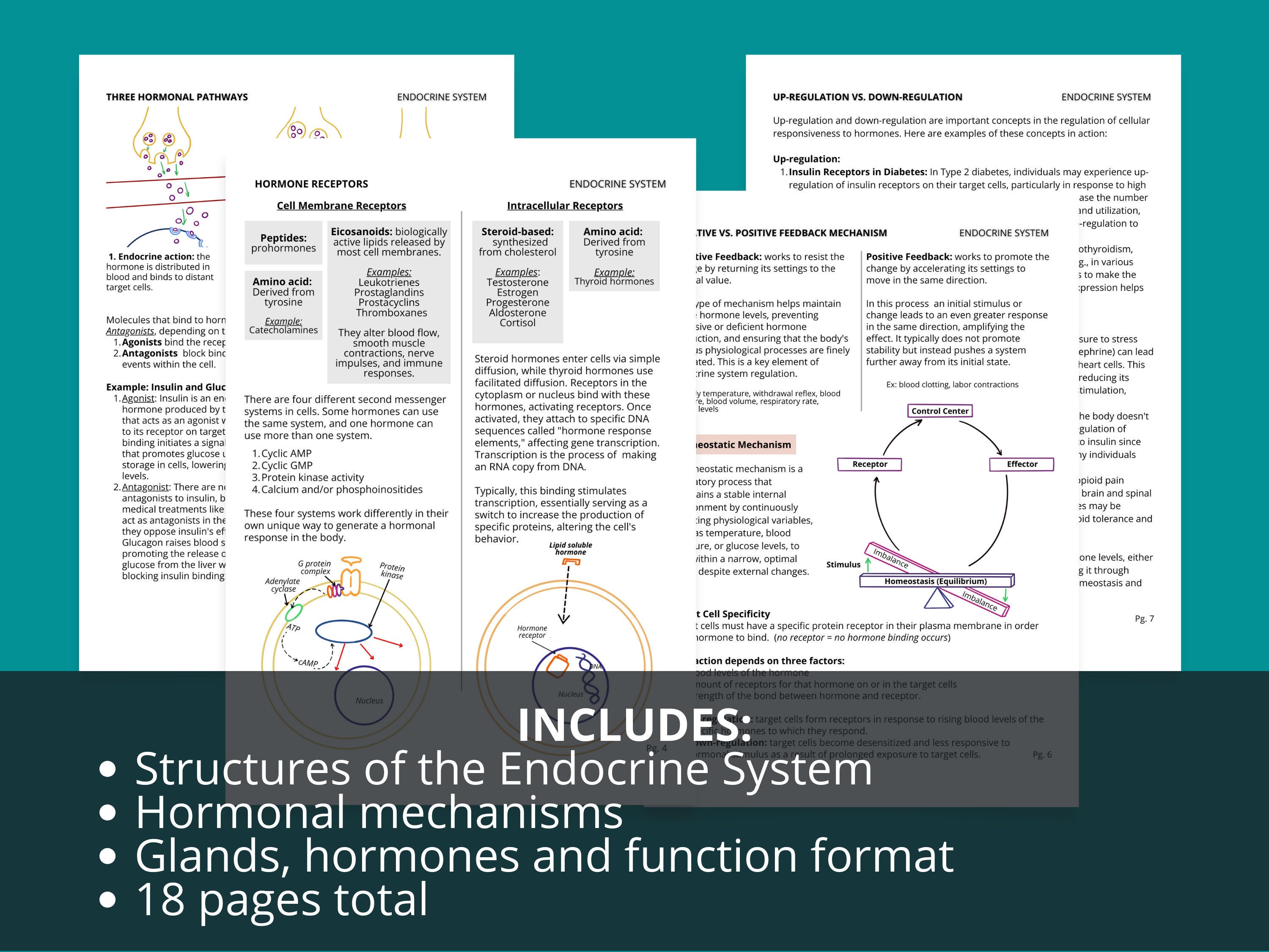 Endocrine System PDF Printable Notes, Endocrine System Study Guide ...