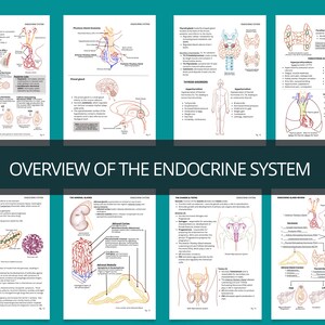 Endocrine System Study Guide: Printable Notes & Worksheets (PDF) - Etsy