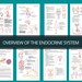 Endocrine System PDF Printable Notes, Endocrine System Study Guide ...