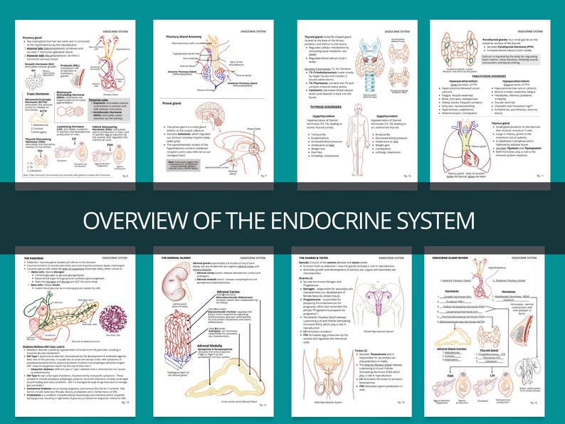 Endocrine System Study Guide: Printable Notes & Worksheets (PDF) - Etsy
