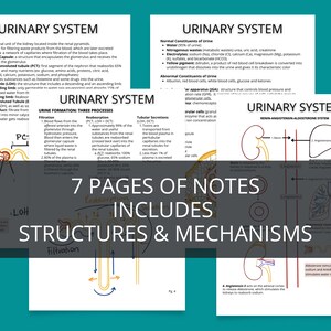 Digestive & Urinary System PDF Printable Study Guide, Printable ...