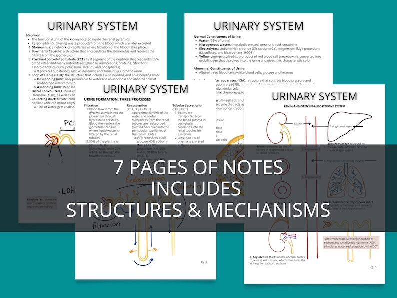 Digestive & Urinary System PDF Printable Study Guide, Printable ...