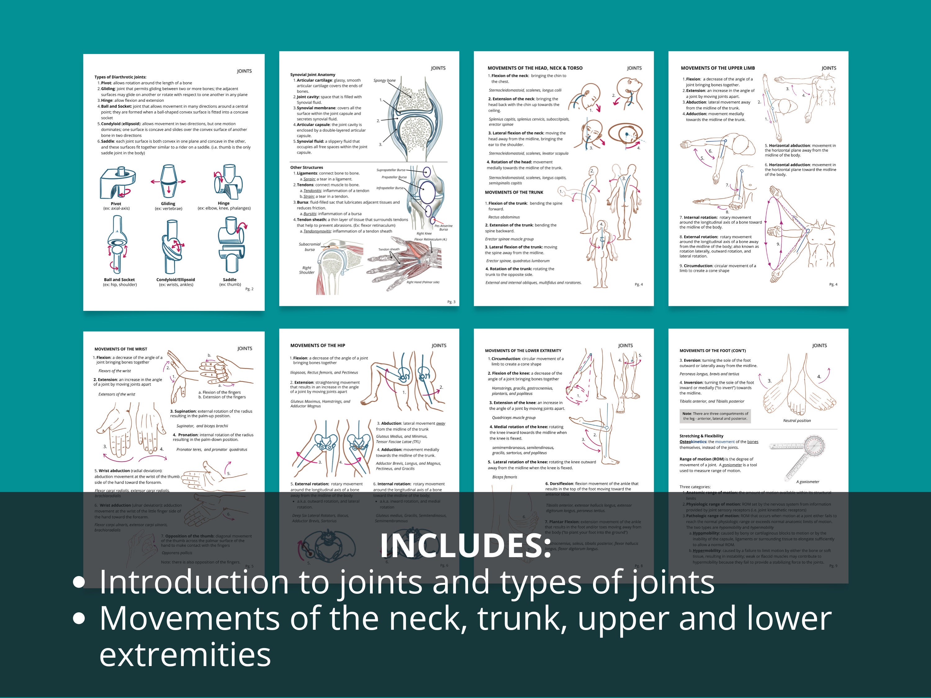 Joints and Range of Motion Printable PDF Study Guide, Printable PDF ...
