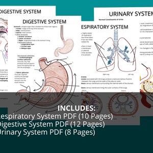 Respiratory, Digestive & Urinary System Bundle Printable PDF Study ...