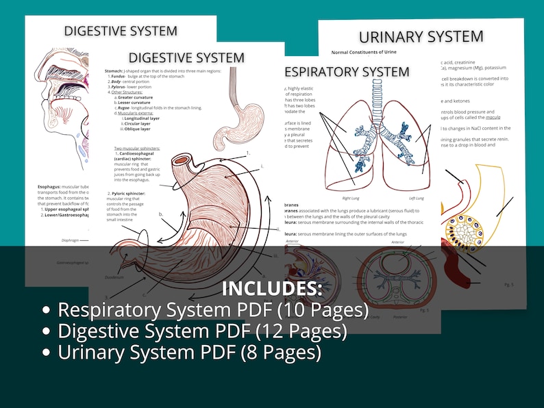 Respiratory, Digestive & Urinary System Bundle Printable PDF Study ...
