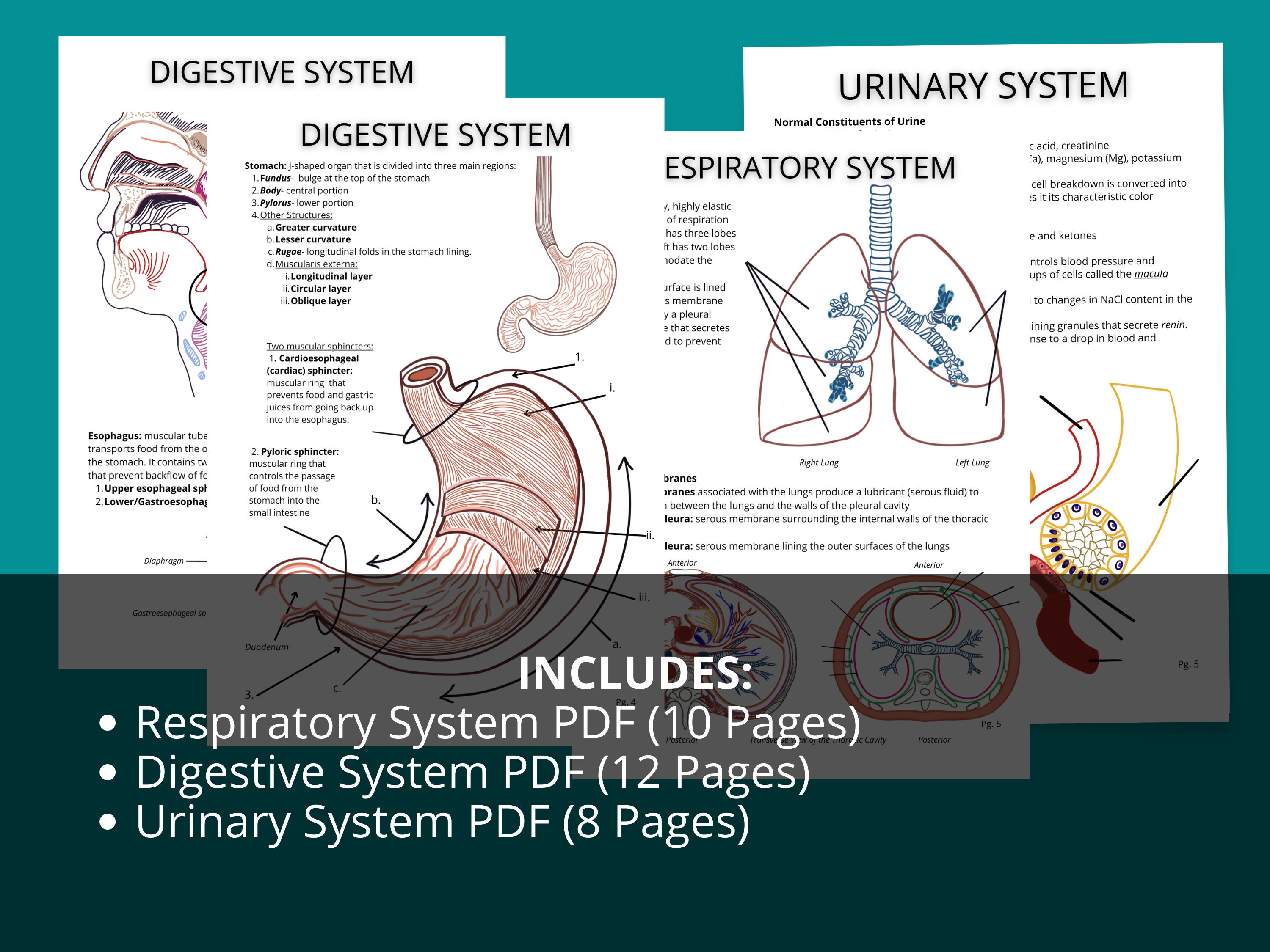 Respiratory, Digestive & Urinary System Bundle Printable PDF Study ...