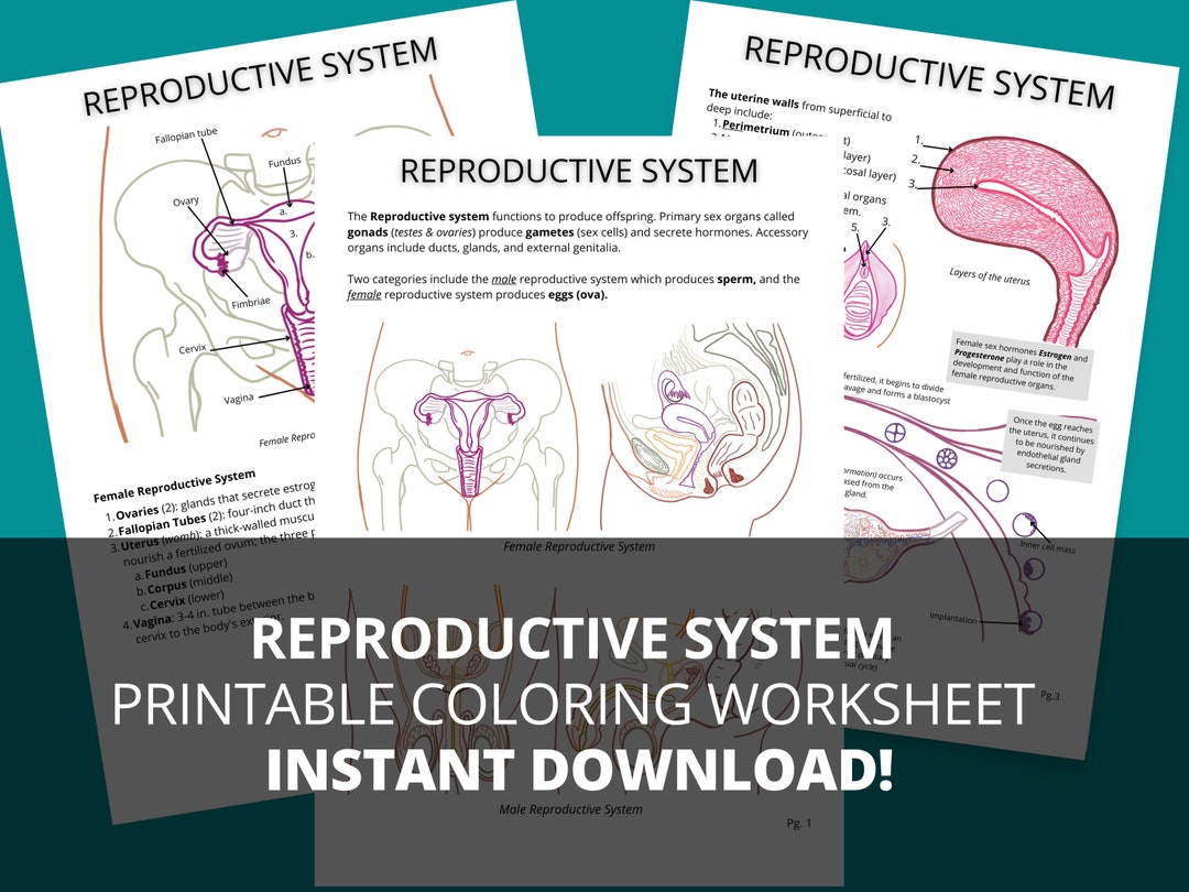 Reproductive System Anatomy Study Guide: Printable Coloring Notes (PDF ...