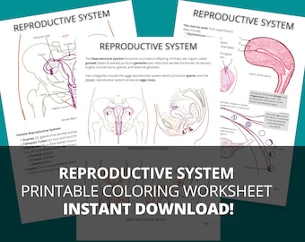 The Reproductive System Study Guide - Etsy