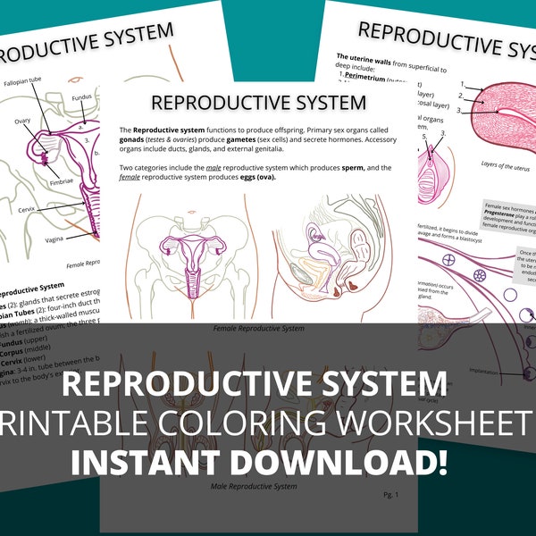 Nursing Study Guides - Etsy